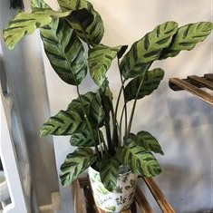 Kingswood Florist - Same Day Flower Delivery Order by 1pm